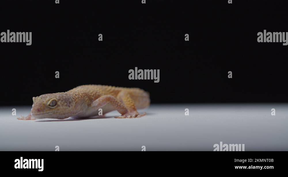Leopard gecko skin Stock Videos & Footage - HD and 4K Video Clips - Alamy