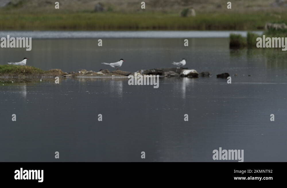 Artic fauna Stock Videos & Footage - HD and 4K Video Clips - Alamy