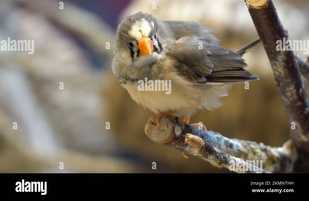 White finch Stock Videos & Footage - HD and 4K Video Clips - Alamy