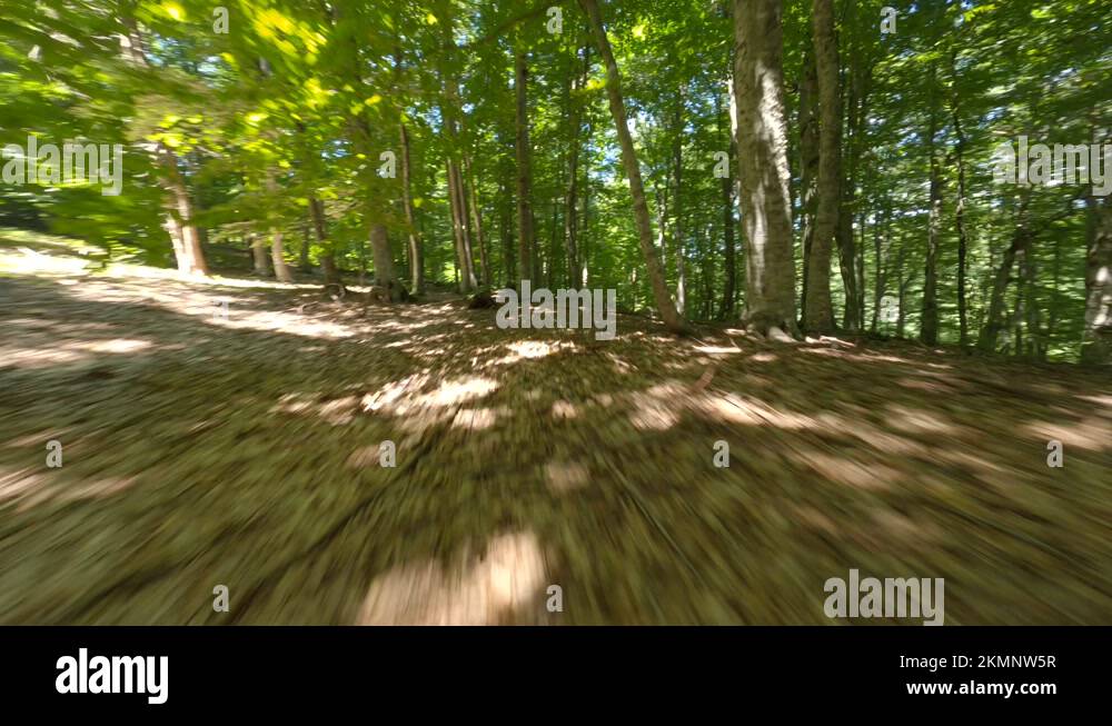 fpv drone is flying through the trees in the forest. 4K. green dense ...