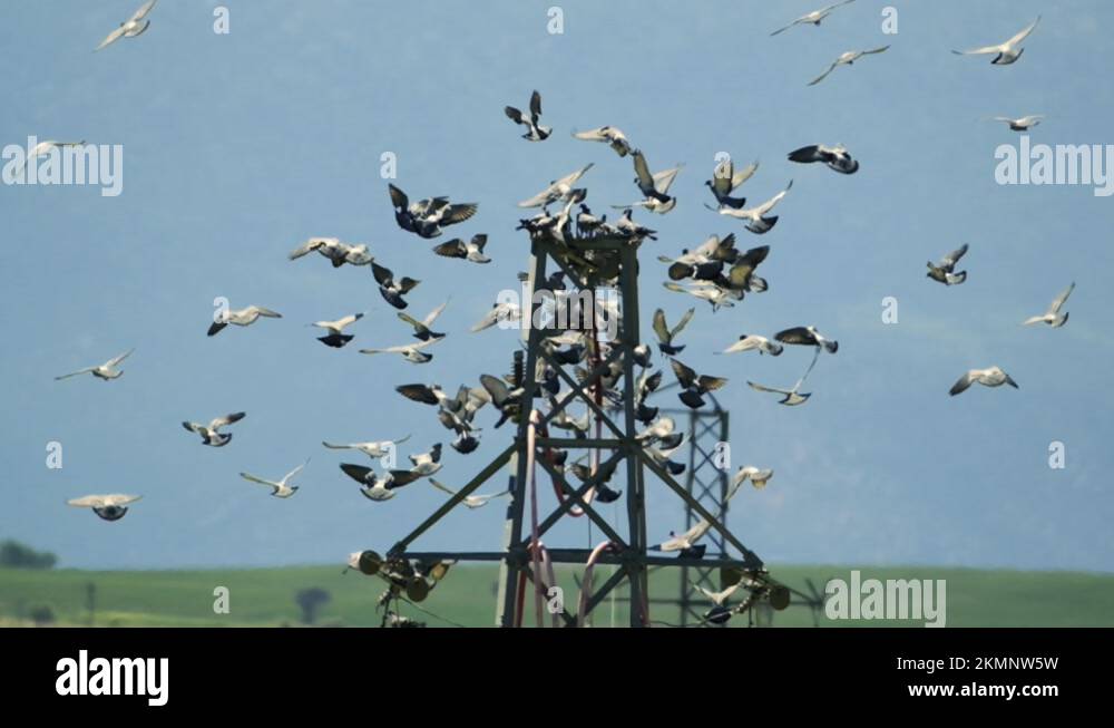 Birds in electricity poles Stock Videos & Footage - HD and 4K Video ...