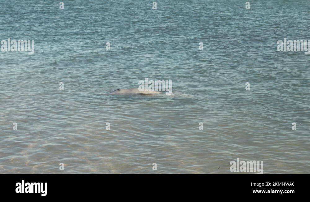 Bottlenose dolphin in shallow water Stock Videos & Footage - HD and 4K ...