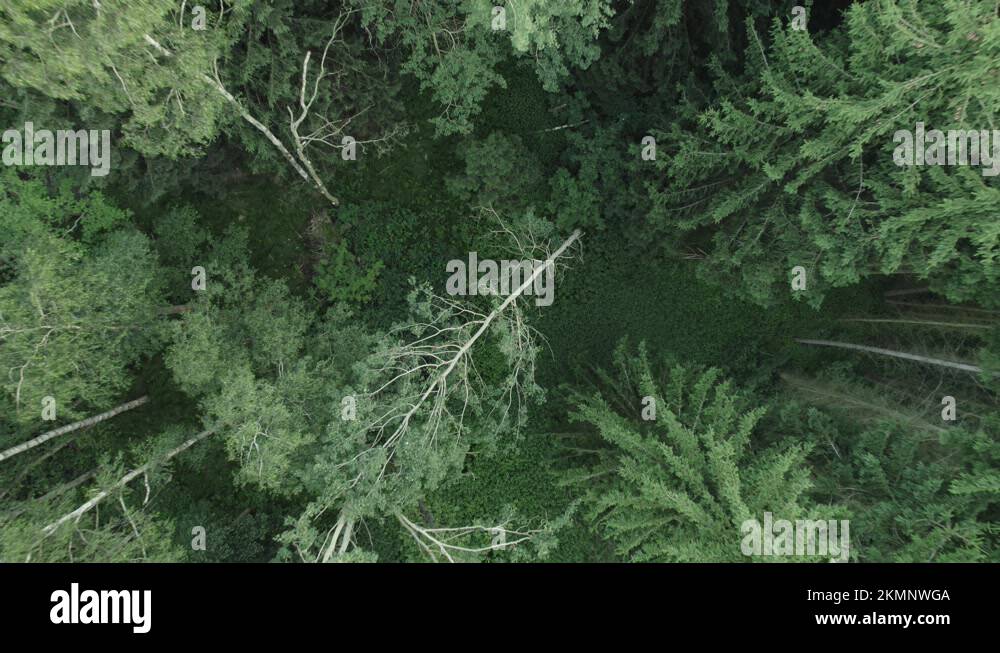 Pole trees Stock Videos & Footage - HD and 4K Video Clips - Alamy