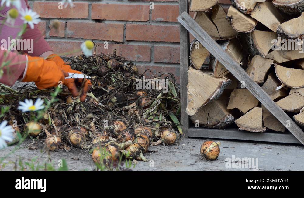 Onion stalk Stock Videos & Footage - HD and 4K Video Clips - Alamy