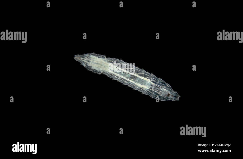 worm-like larva of a fly midge insect of the order Diptera under a ...