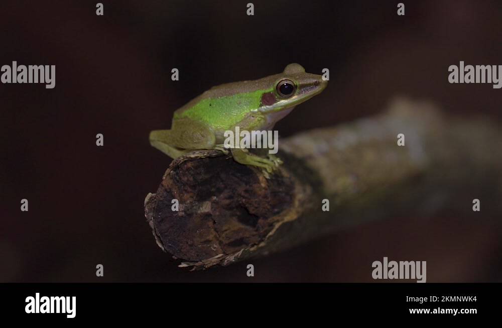 Malayan White-lipped Tree Frog (Chalcorana labialis) sitting on tree ...