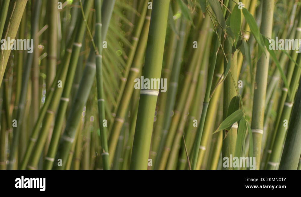 Cane forest Stock Videos & Footage - HD and 4K Video Clips - Alamy