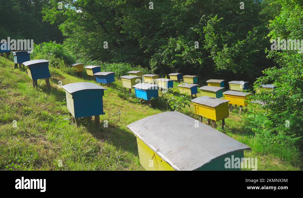 Bee houses in the valley in highlands. Swarm of bees collects honey in ...