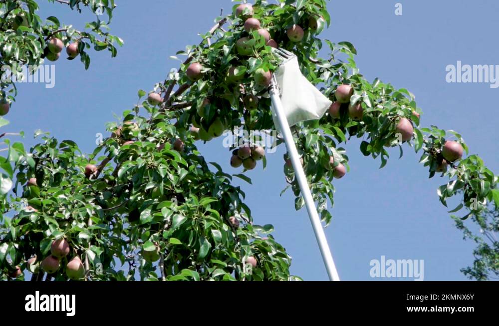 Fruit picker worker picking Stock Videos & Footage - HD and 4K Video ...