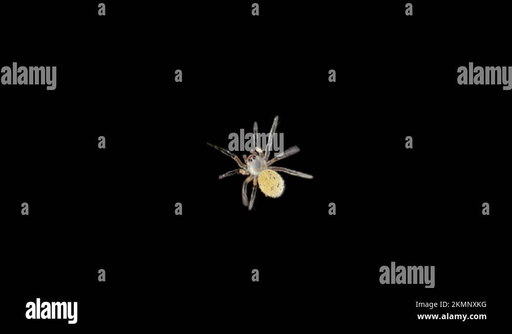 Spider under a microscope, Arachnida class, Arthropoda squad. Spiders ...