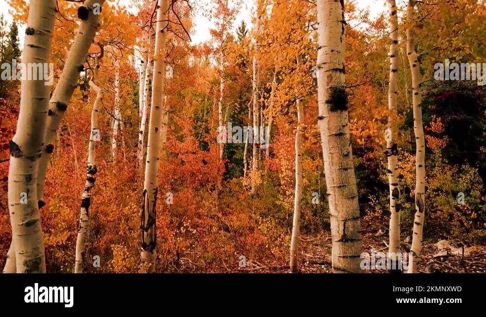 Orange birch Stock Videos & Footage - HD and 4K Video Clips - Alamy