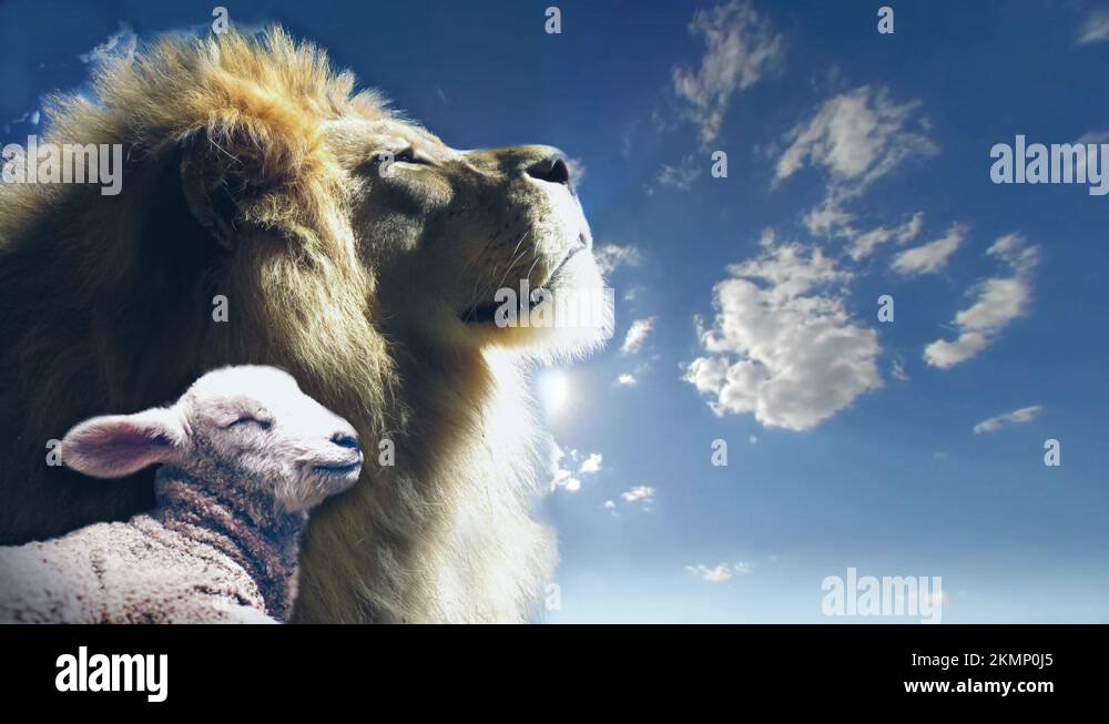 Lion and Lamb together Bible theme background Stock Video Footage - Alamy
