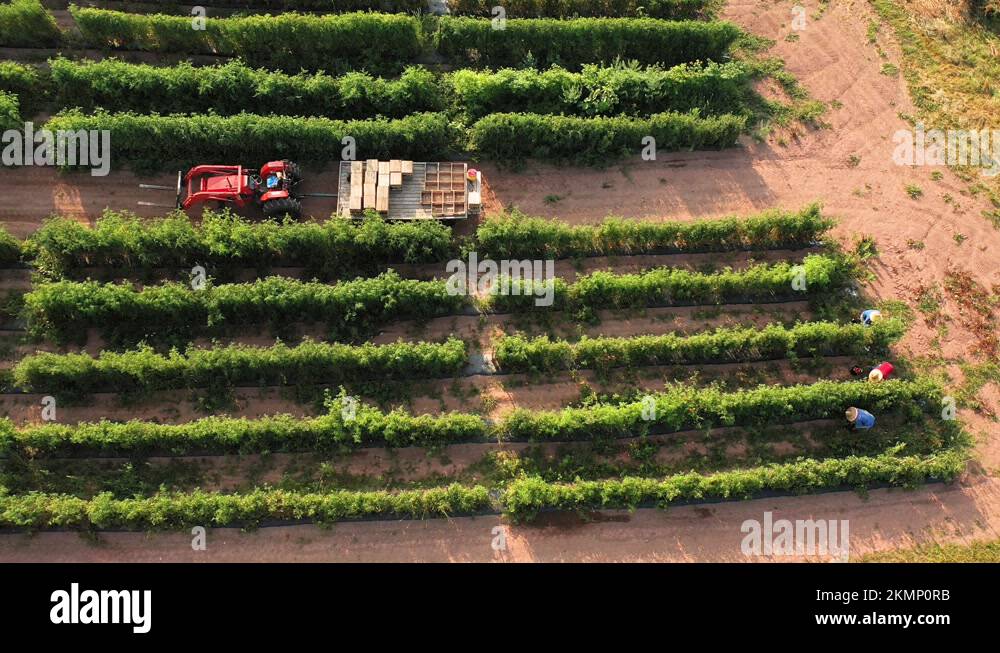 Pick straw Stock Videos & Footage - HD and 4K Video Clips - Alamy