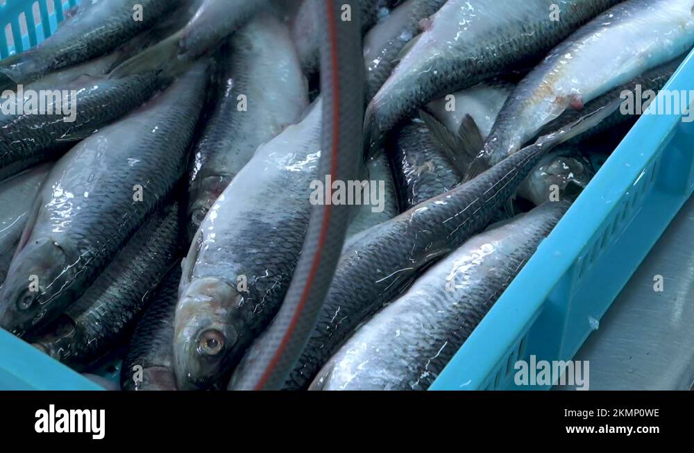 Anchovy filet Stock Videos & Footage - HD and 4K Video Clips - Alamy