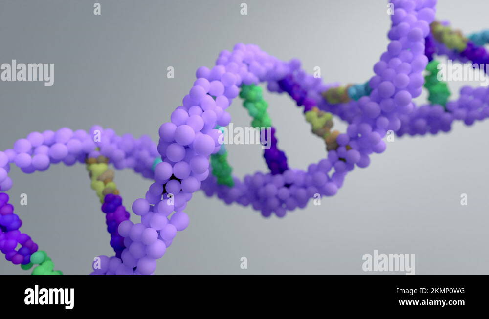 DNA composed of two chains that form a double helix. DNA is a molecule ...