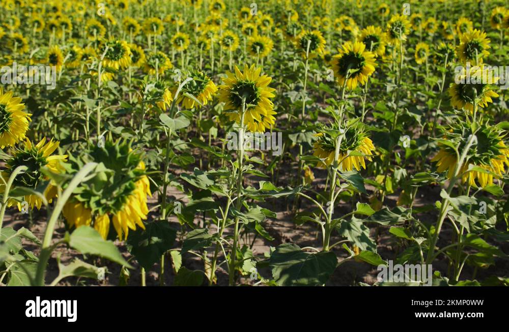 Back view of sunflower Stock Videos & Footage - HD and 4K Video Clips ...