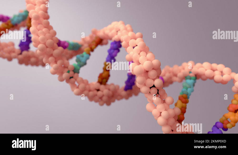 DNA composed of two chains that form a double helix. DNA is a molecule ...