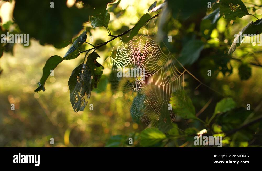 Spider web hanging on green branches of tree growing outside in forest ...