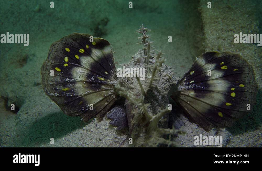 Poisonous fins Stock Videos & Footage - HD and 4K Video Clips - Alamy