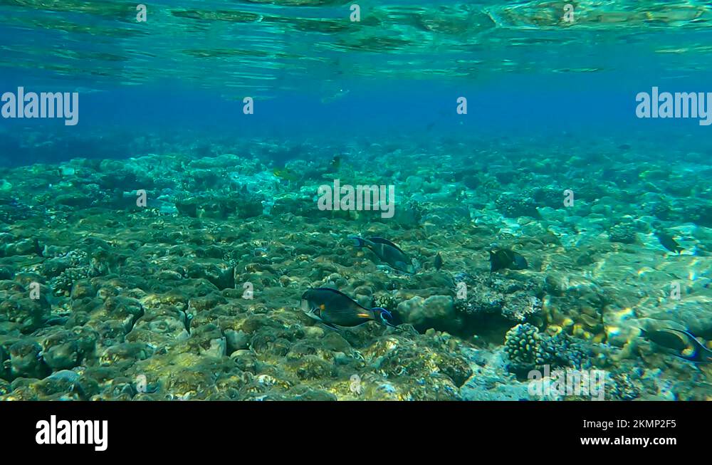 School of Needlefish hunts on little fish in shallow water coral reef ...