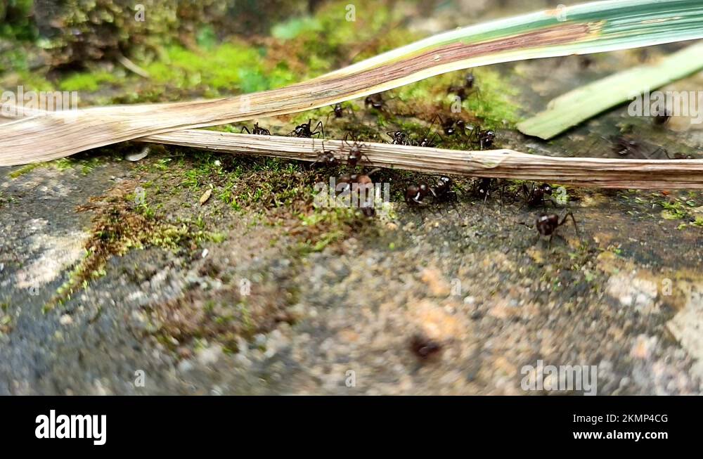 Swarm animal Stock Videos & Footage - HD and 4K Video Clips - Alamy