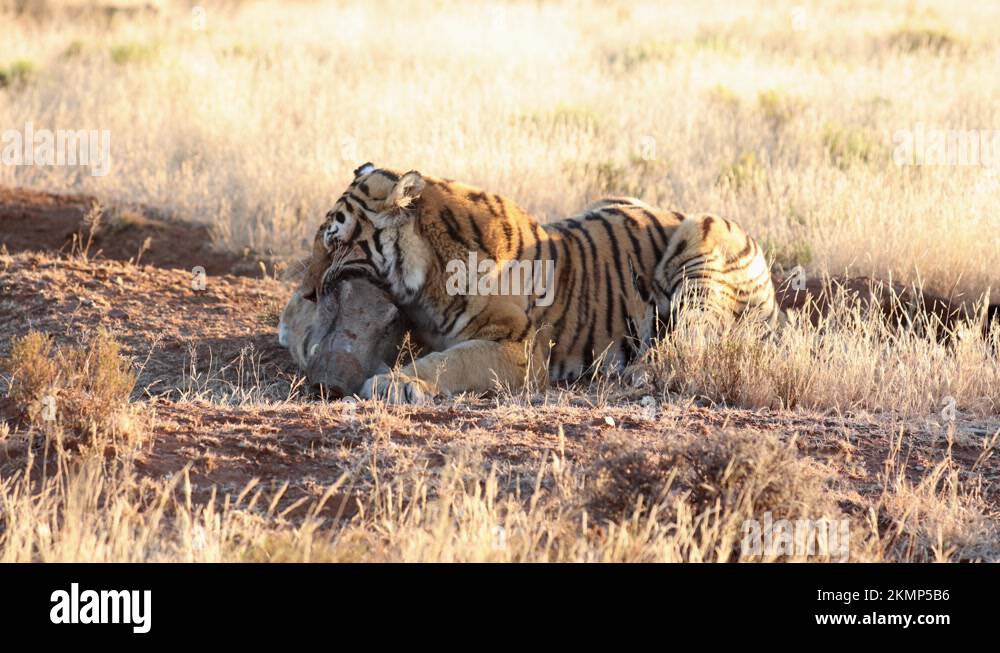 Warthog struggles slightly as golden Bengal Tiger bites down on neck ...