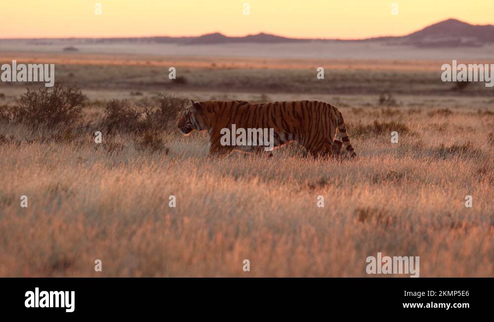 Golden hour pan as backlit Bengal Tiger quietly stalks savanna prey ...