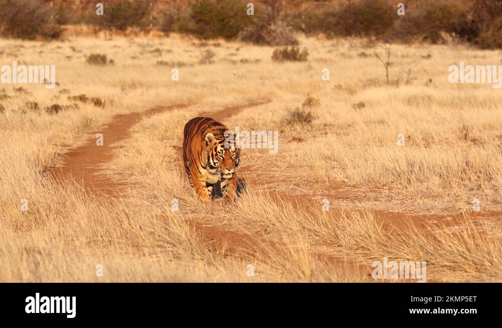 Bengal tiger on the road Stock Videos & Footage - HD and 4K Video Clips ...