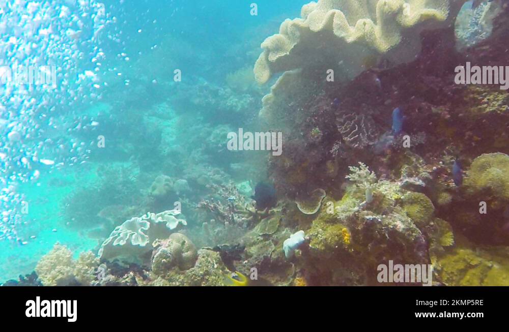 Diving on coral reef gardens in coral triangle with lots of fish on ...