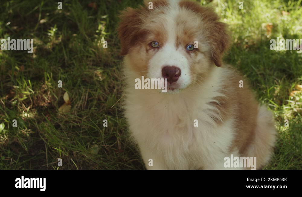 Cute fluffy australian shepherd Stock Videos & Footage - HD and 4K ...