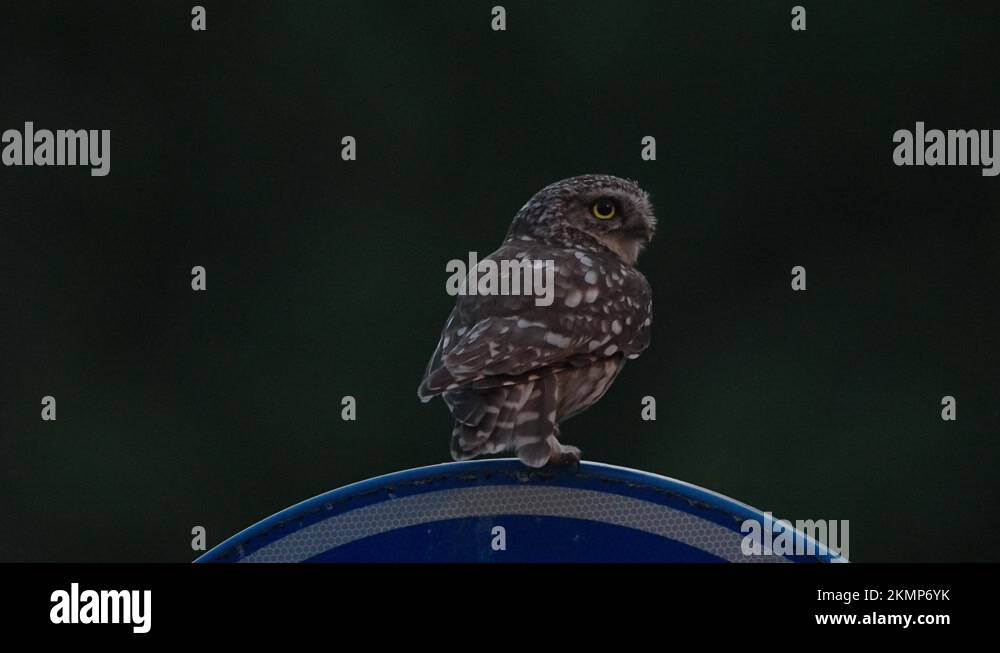 White feather sign Stock Videos & Footage - HD and 4K Video Clips - Alamy