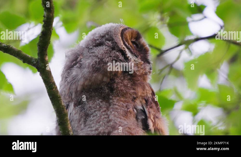 Peaceful owl Stock Videos & Footage - HD and 4K Video Clips - Alamy