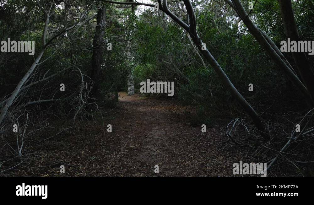Dark pathway forest Stock Videos & Footage - HD and 4K Video Clips - Alamy