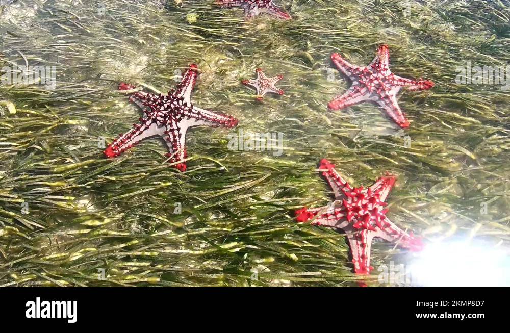 Indian ocean starfish Stock Videos & Footage - HD and 4K Video Clips ...