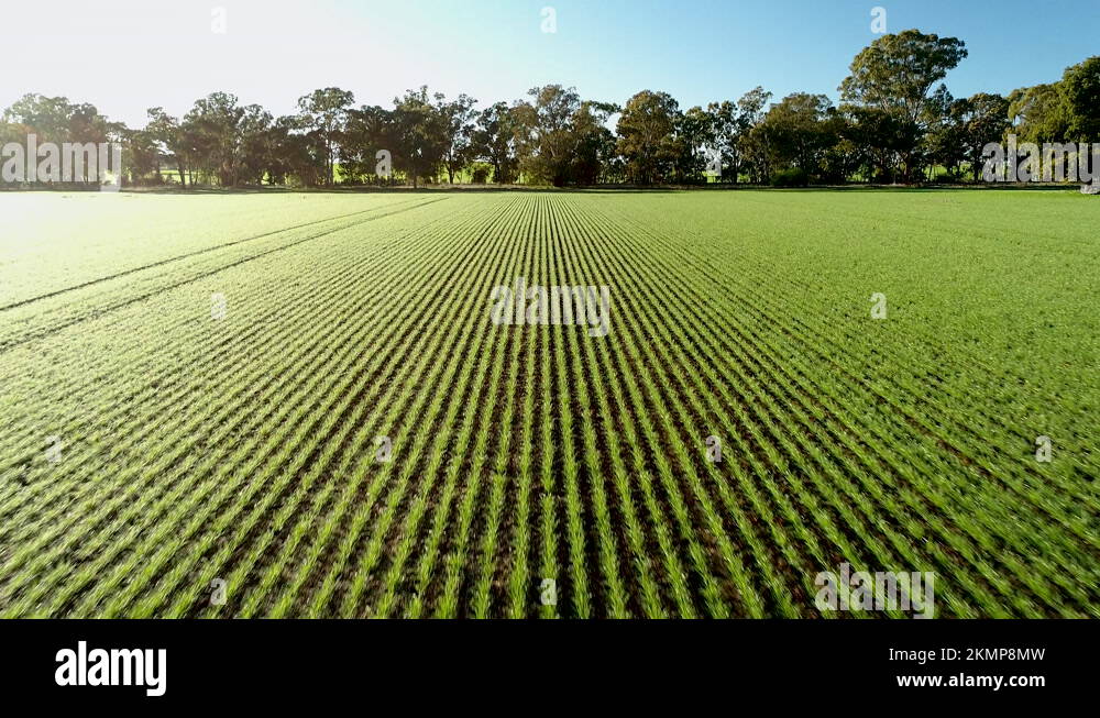 Cotton fields australia Stock Videos & Footage - HD and 4K Video Clips ...