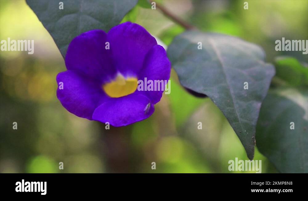 Nilkontho flower Stock Videos & Footage - HD and 4K Video Clips - Alamy Nilkontho flower Stock Videos & Footage - HD and 4K Video Clips - Alamy