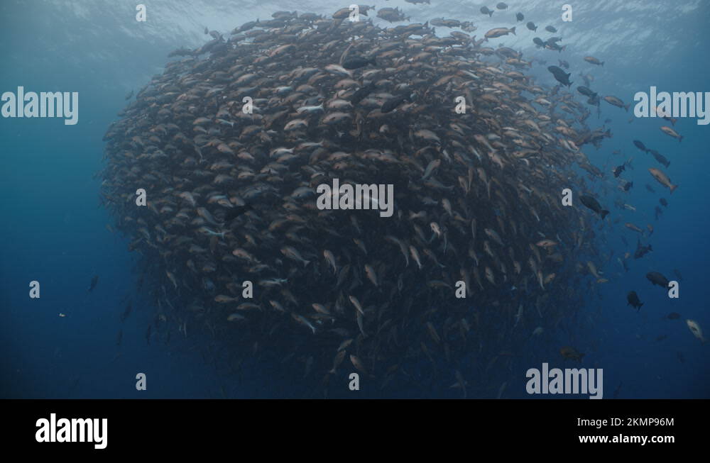 Fish school ball ocean Stock Videos & Footage - HD and 4K Video Clips ...