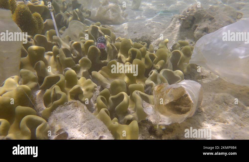 Beautiful coral reef covered with plastic and other garbage. Plastic ...