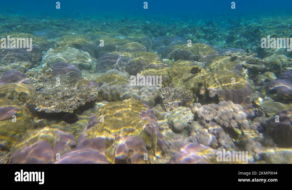 Life at the top of a coral reef in shallow water. Hard corals colony ...