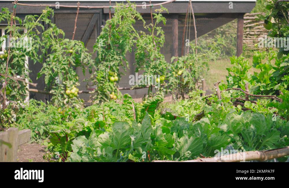 Organic backyard Stock Videos & Footage - HD and 4K Video Clips - Alamy