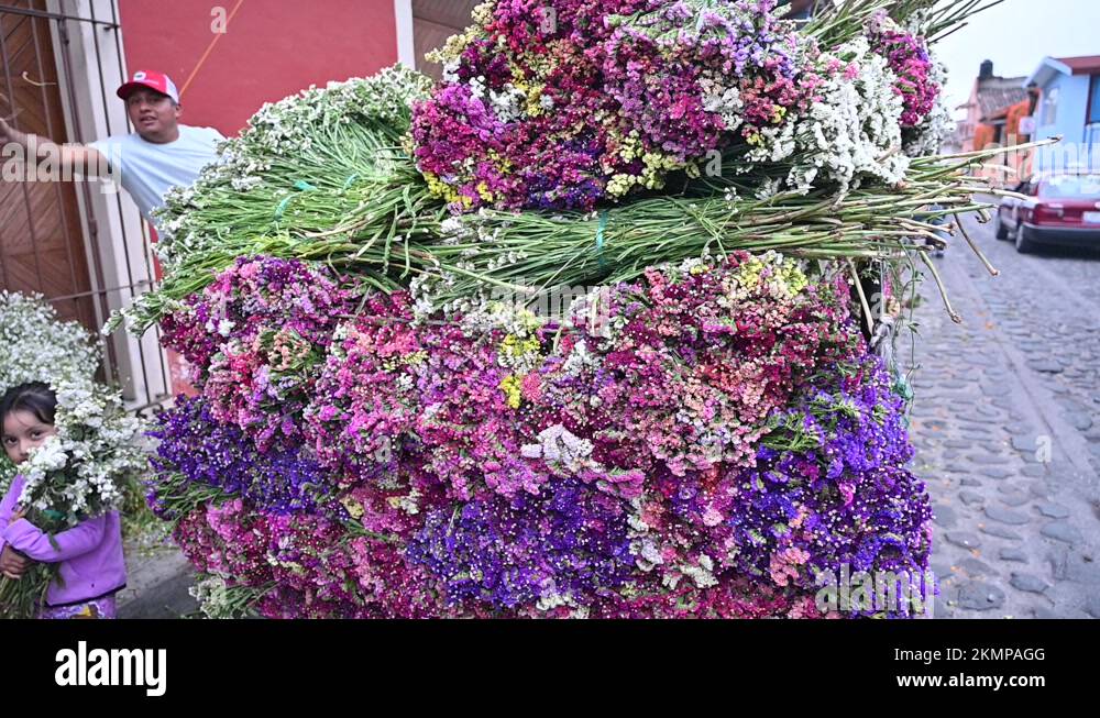 Traditional flowers Stock Videos & Footage - HD and 4K Video Clips - Alamy