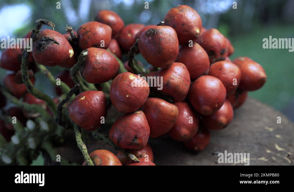 The chonta palm Stock Videos & Footage - HD and 4K Video Clips - Alamy