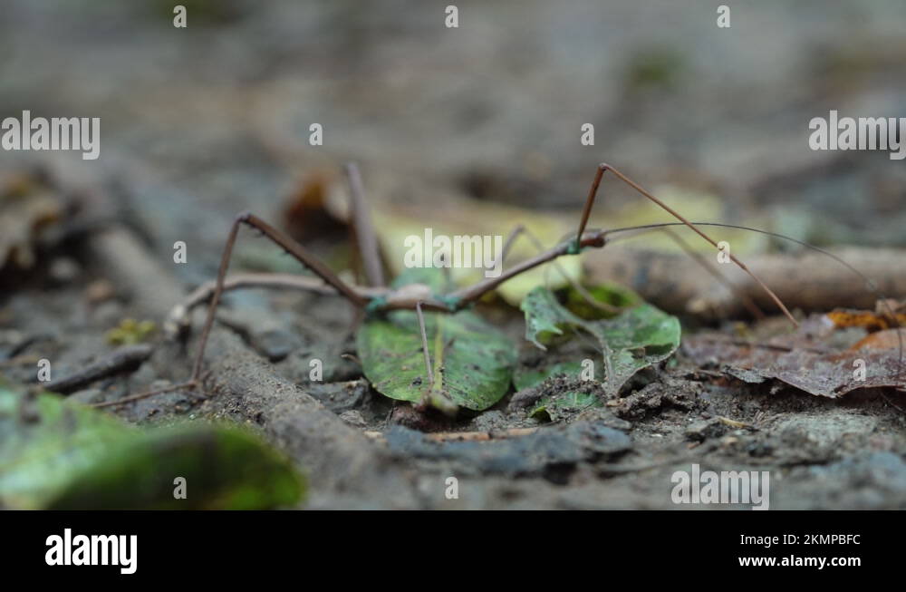Macro close up of Phasmatodea stick insect bug raising front legs and ...