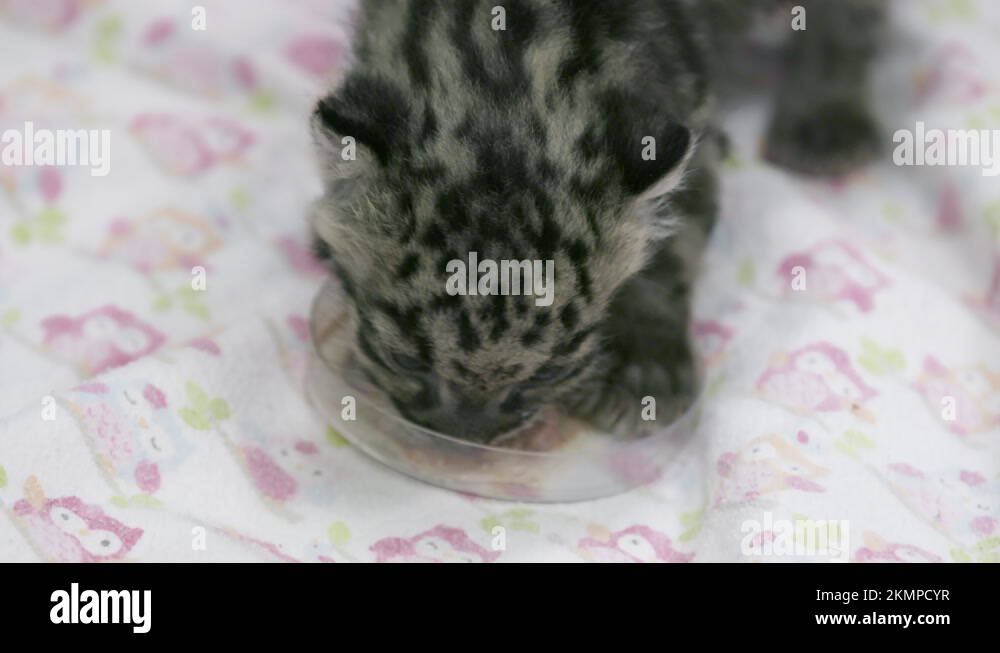 Leopard cub eating Stock Videos & Footage - HD and 4K Video Clips - Alamy