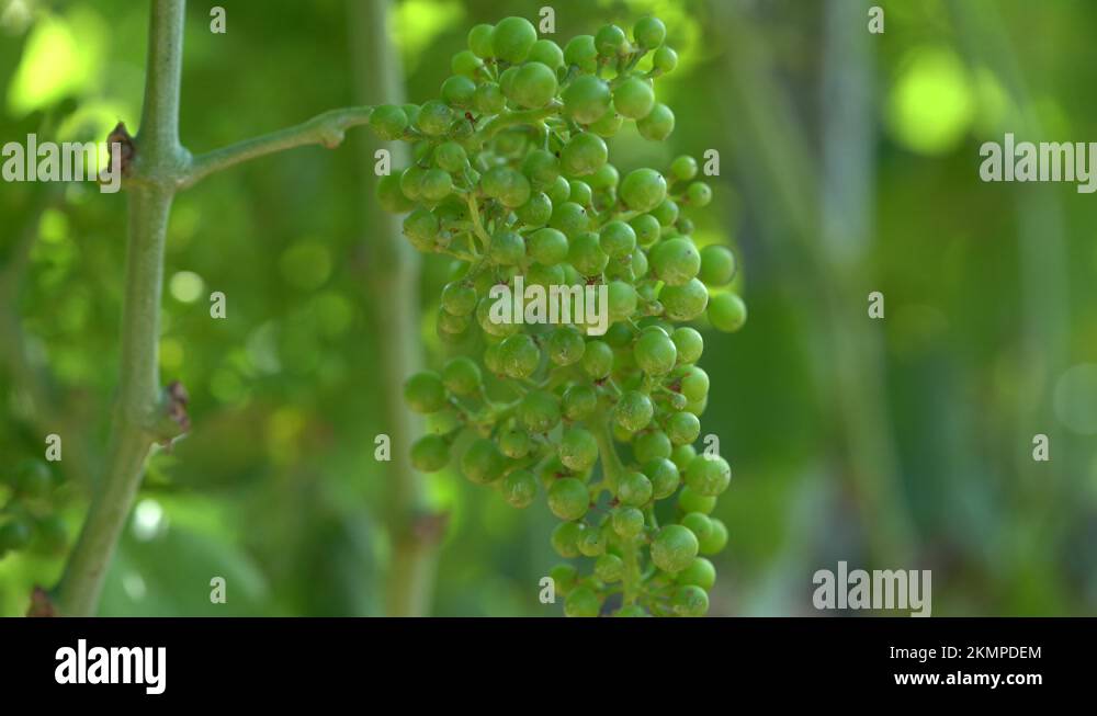 Unripe Green Grape Bunch Swaving in Light Wind, Healthy Vineyard Stock ...
