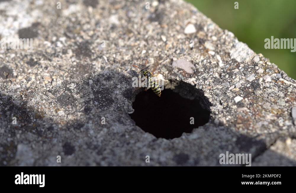 Insect wasp nest sting stinging pest danger dangerous Stock Videos ...