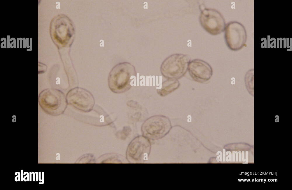 Stamen cells Stock Videos & Footage - HD and 4K Video Clips - Alamy