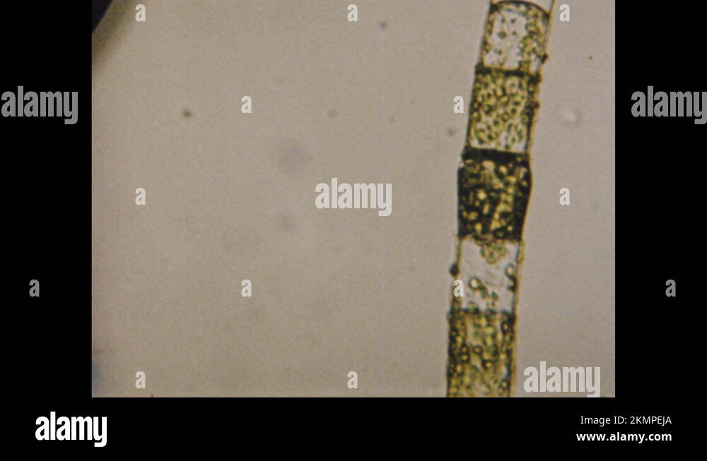 1950s: Animation of algae cell reproducing, words appear. Microscopic ...