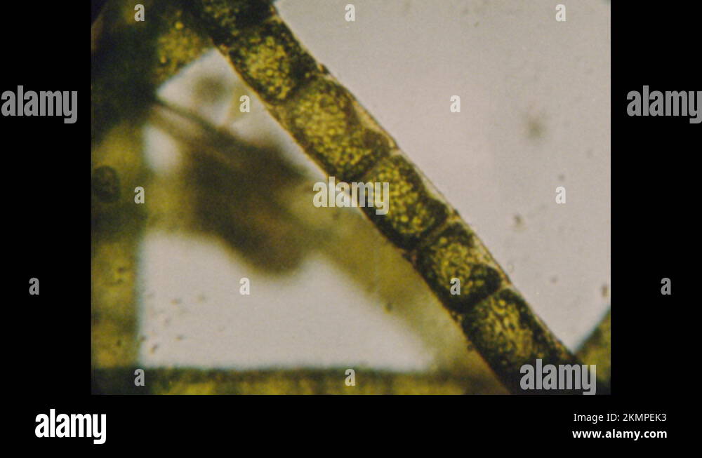 Microscopic view algae plant cells Stock Videos & Footage - HD and 4K ...