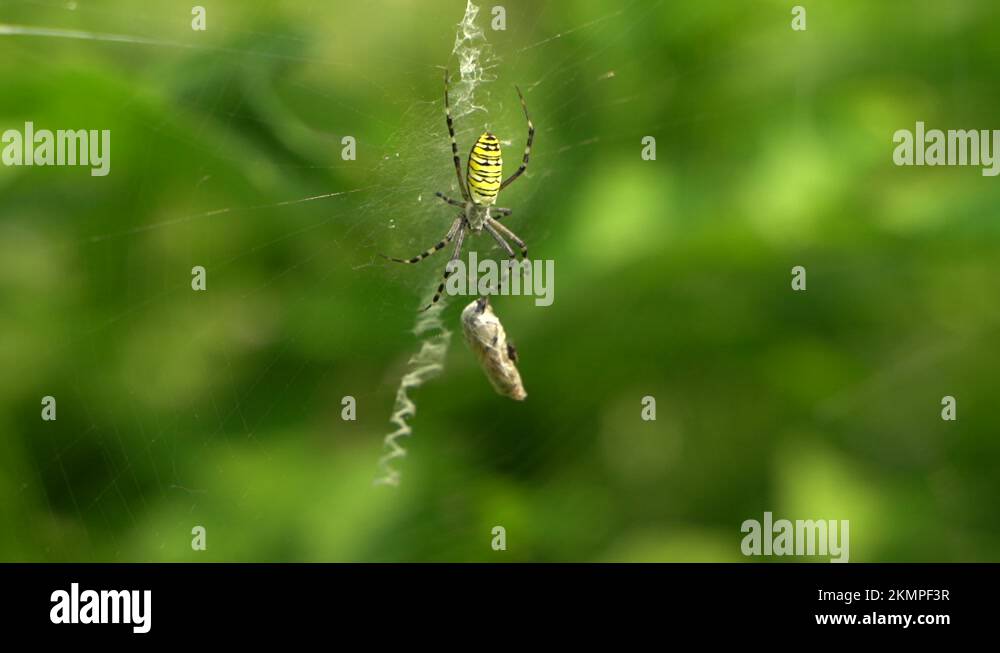Spider Eaten Spider Stock Videos And Footage Hd And 4k Video Clips Alamy